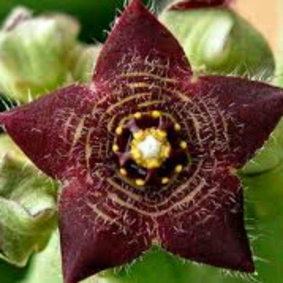Amazing Facts about Caralluma Fimbriata - Charlies Magazines
